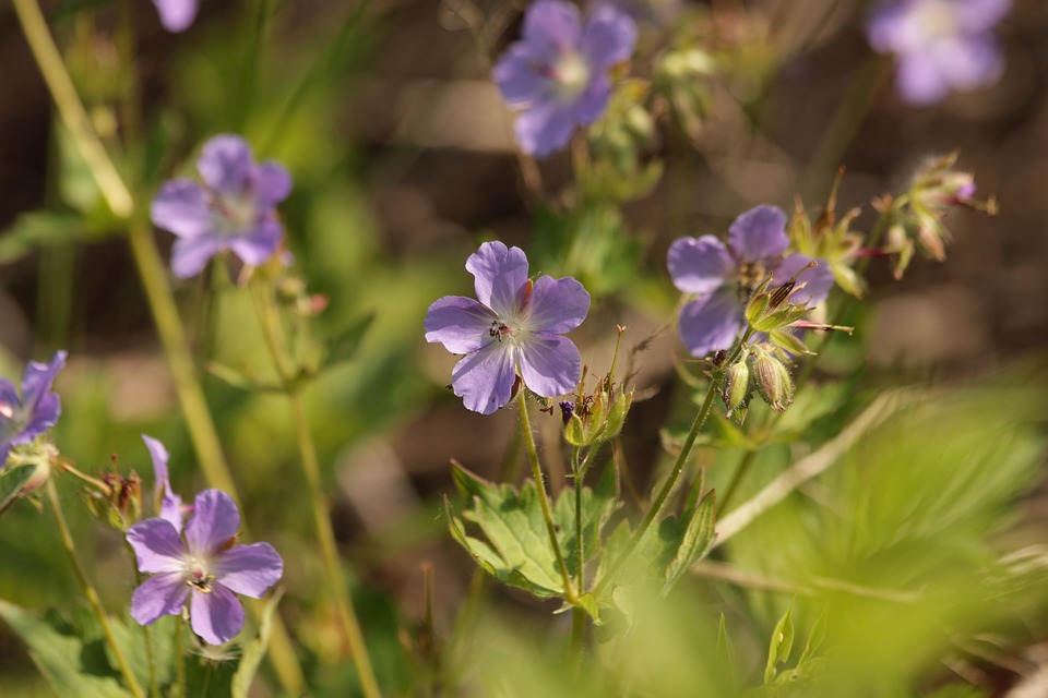 Geranio Geranium Eriostemon Flores - Foto gratis en Pixabay - Pixabay