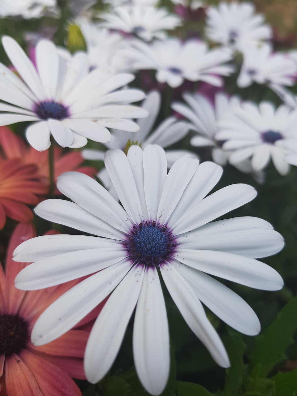 Blumen Garten - Kostenloses Foto auf Pixabay - Pixabay