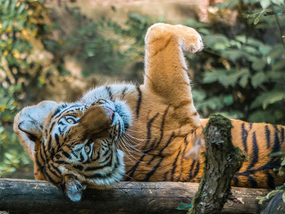 Tiger Big Cat Beautiful Wild - Free photo on Pixabay