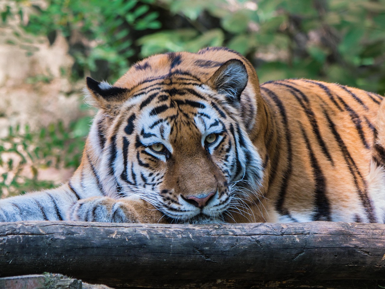 Tiger Big Cat Head - Free photo on Pixabay - Pixabay