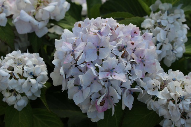 Hydrangea Kebun Bunga Musim - Foto gratis di Pixabay - Pixabay