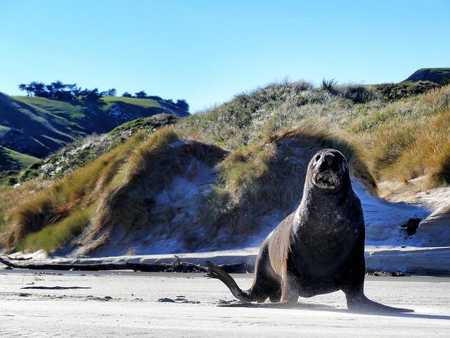 Neuseeland Tiere Gefahrlich