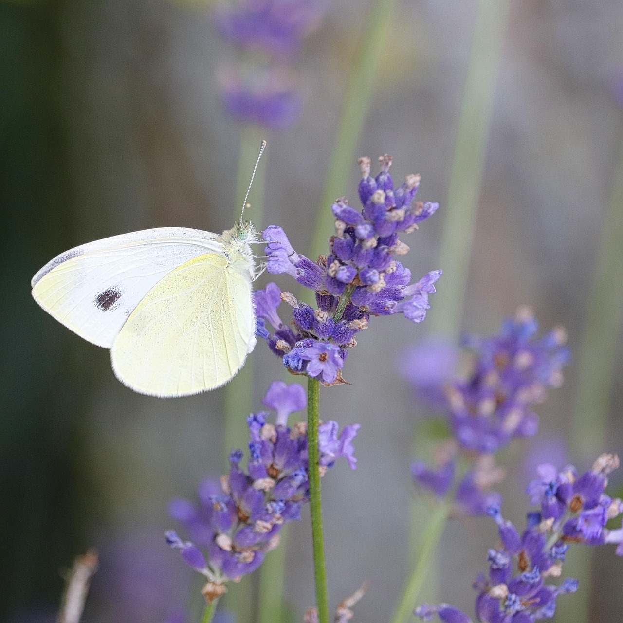 Butterfly Lavender Nature - Free photo on Pixabay - Pixabay