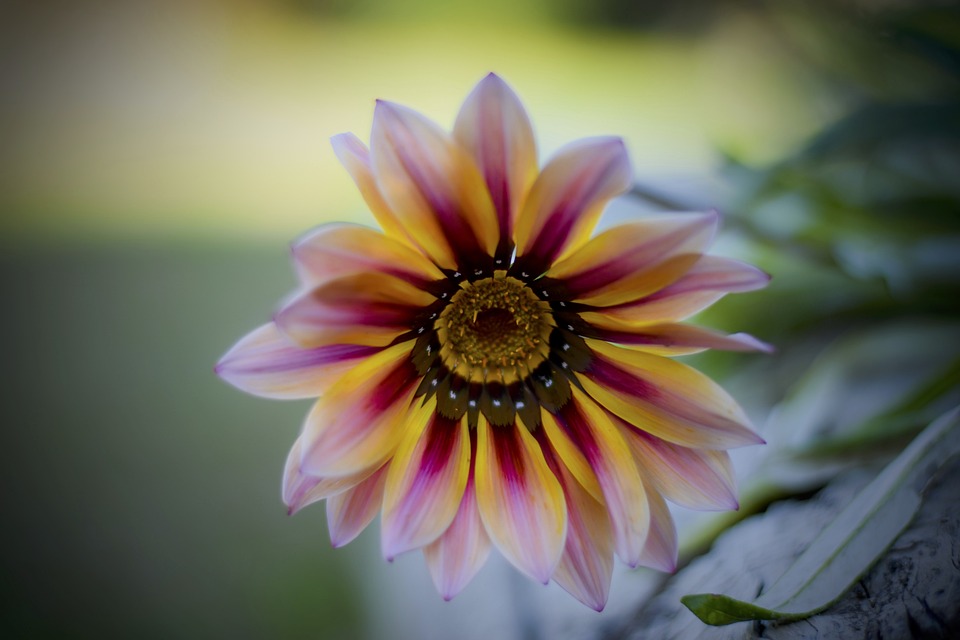 Bunga Kebun Margarita - Foto gratis di Pixabay - Pixabay