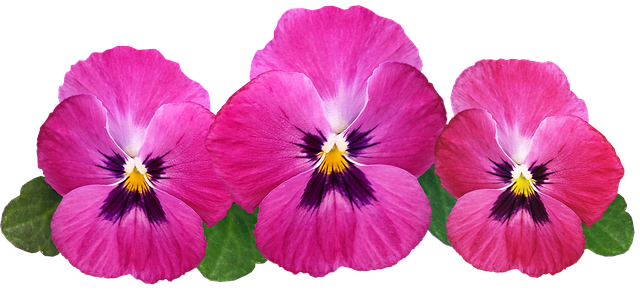 Pansies Pink Flowers - Free photo on Pixabay