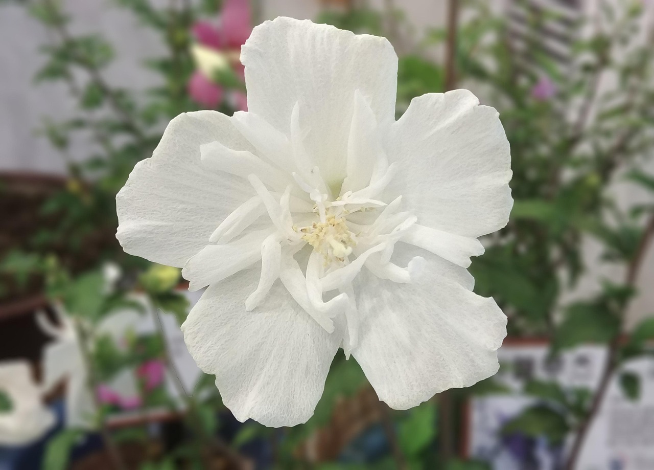 Rosa De Sharon Departamento - Foto gratis en Pixabay - Pixabay