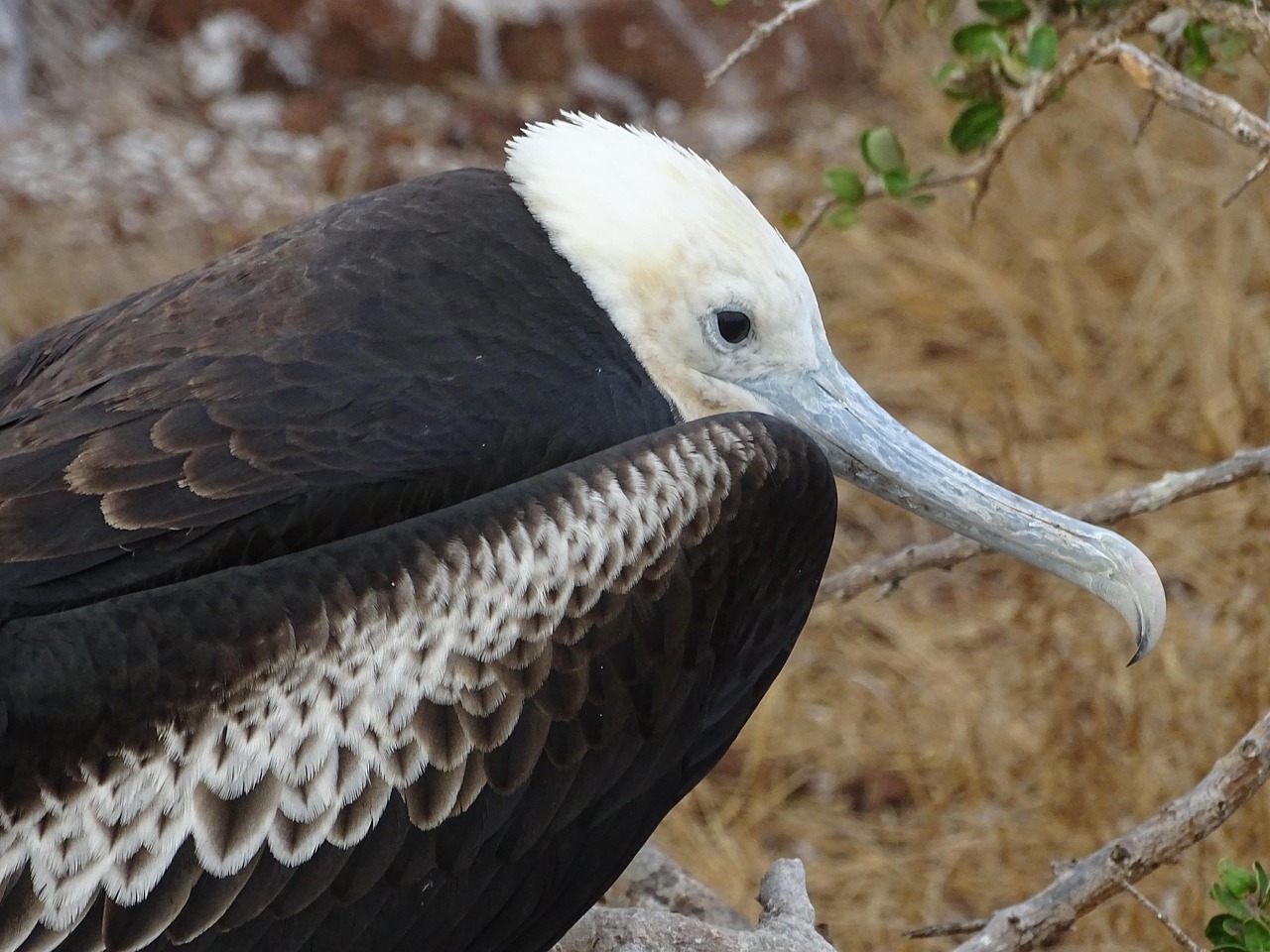 Frigate Bird Galapagos Island - Free photo on Pixabay - Pixabay