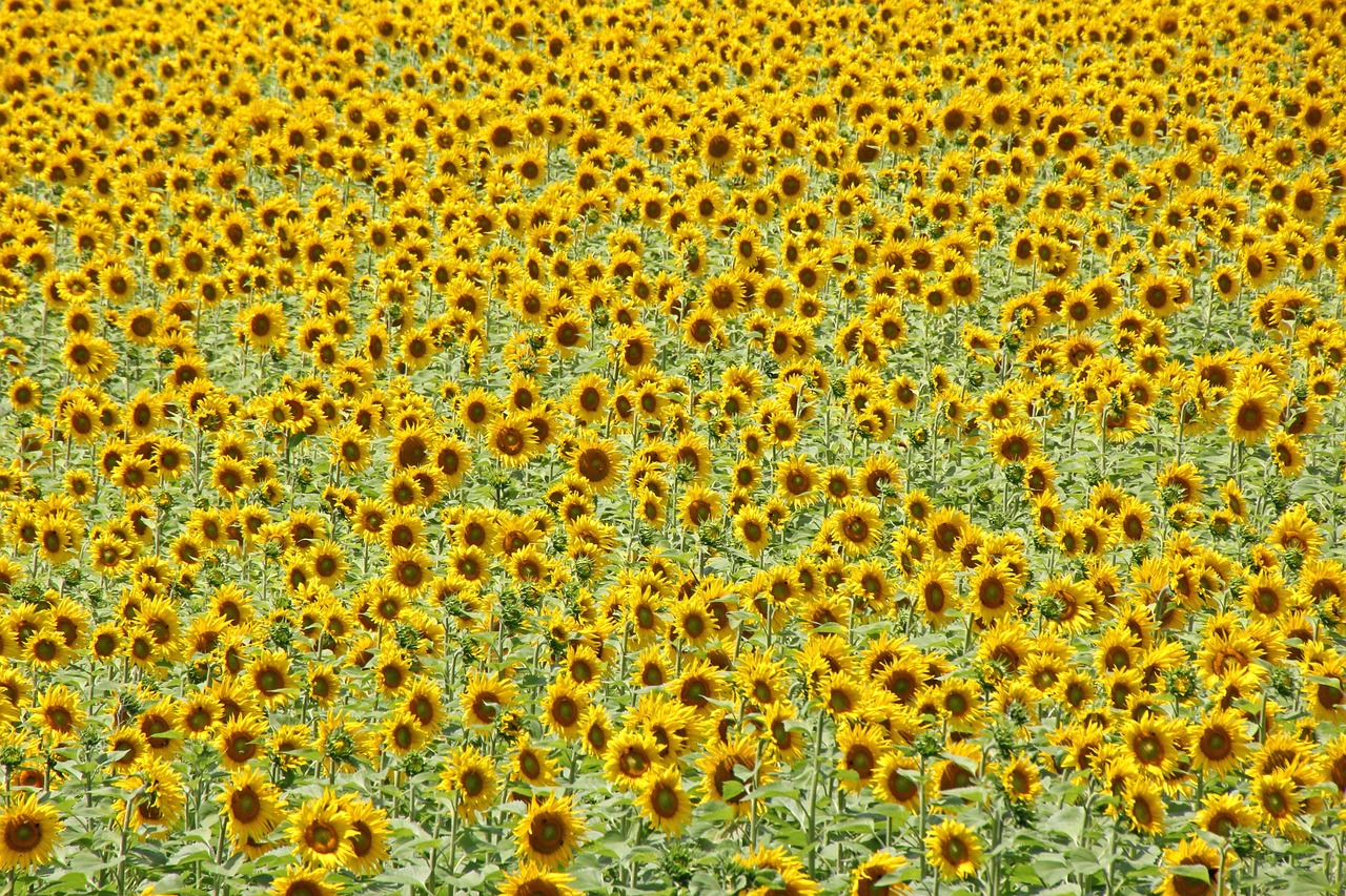 Tournesols La Nature Champ De - Photo gratuite sur Pixabay - Pixabay