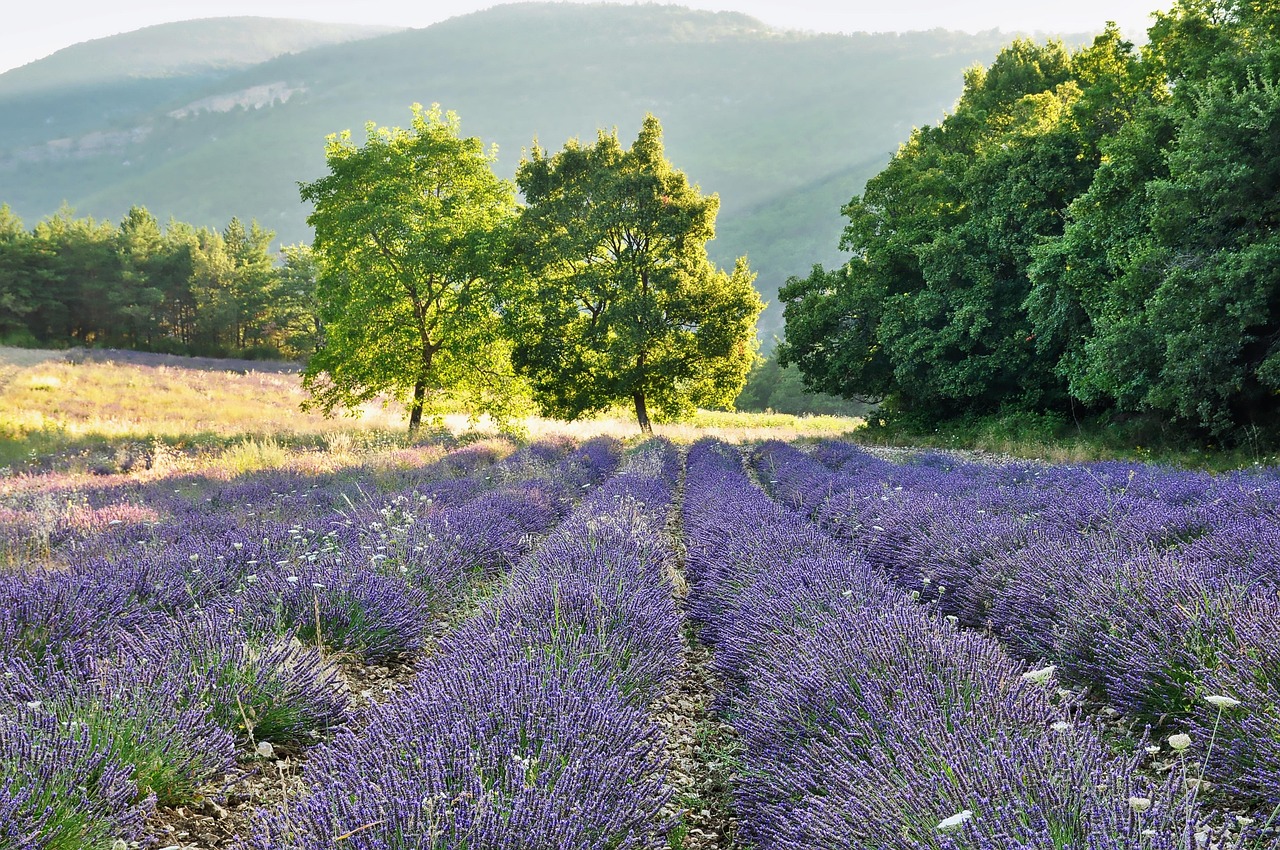 80,000+ Free Lavender Field & Lavender Images - Pixabay