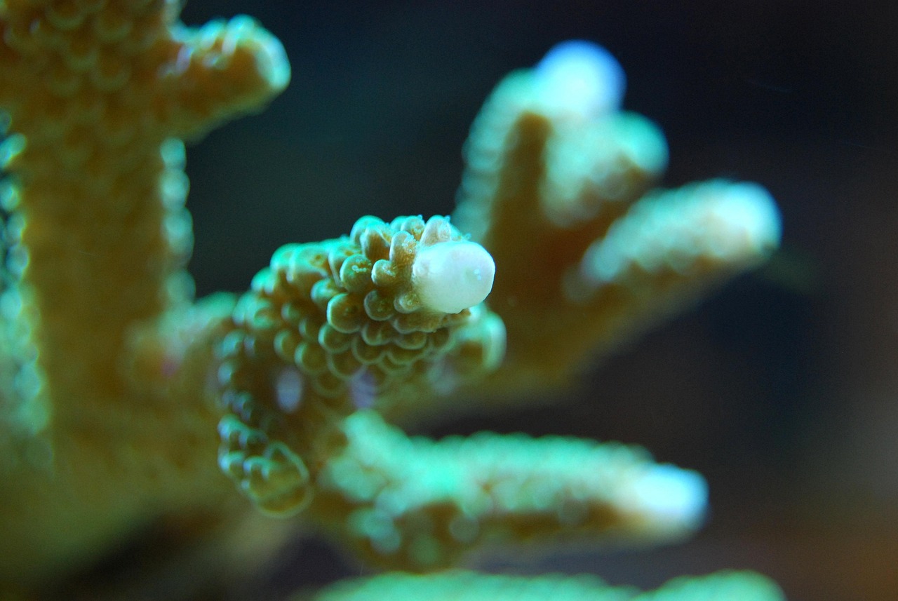 Coral Recife Mar - Foto gratuita no Pixabay - Pixabay