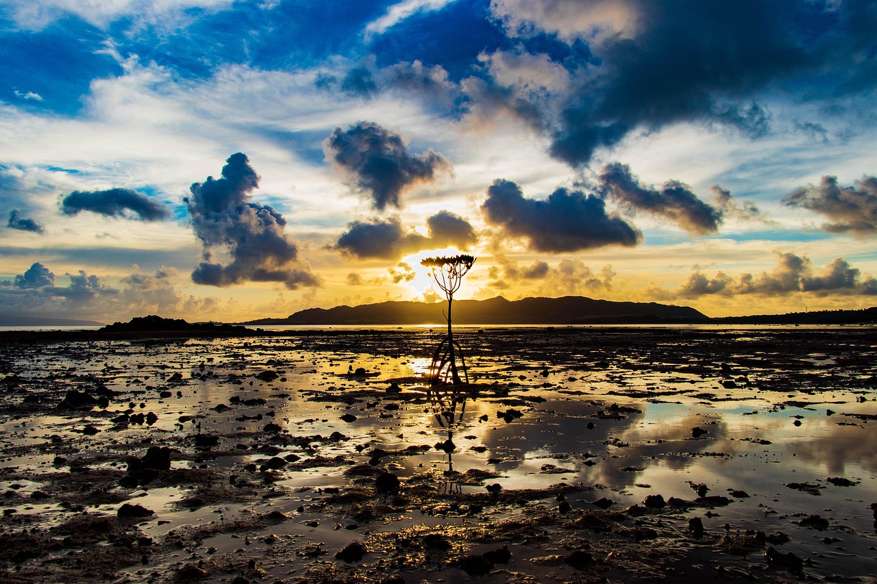 Mangrove Sun Water - Free photo on Pixabay