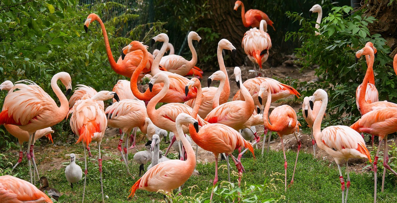 Animaux Oiseau Flamant - Photo gratuite sur Pixabay - Pixabay