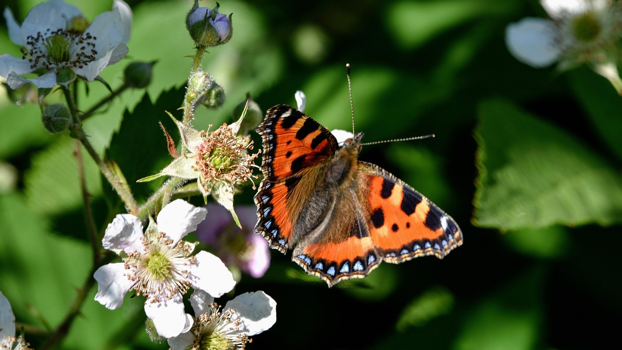 Butterfly British Nature - Free photo on Pixabay - Pixabay