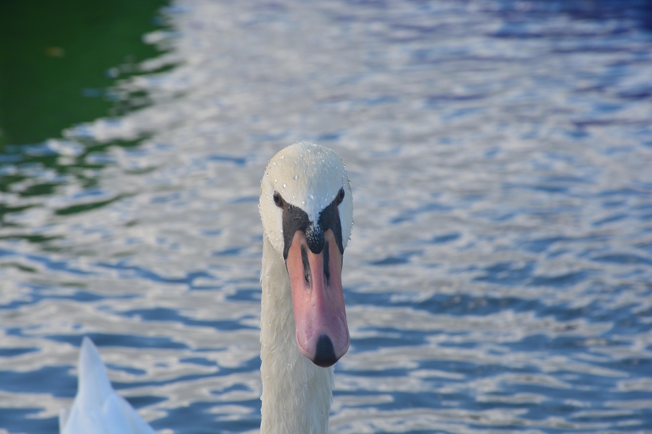 Cisne Animal Pássaros - Foto gratuita no Pixabay - Pixabay