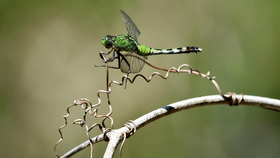 Insect Dragonfly Swamp - Free photo on Pixabay
