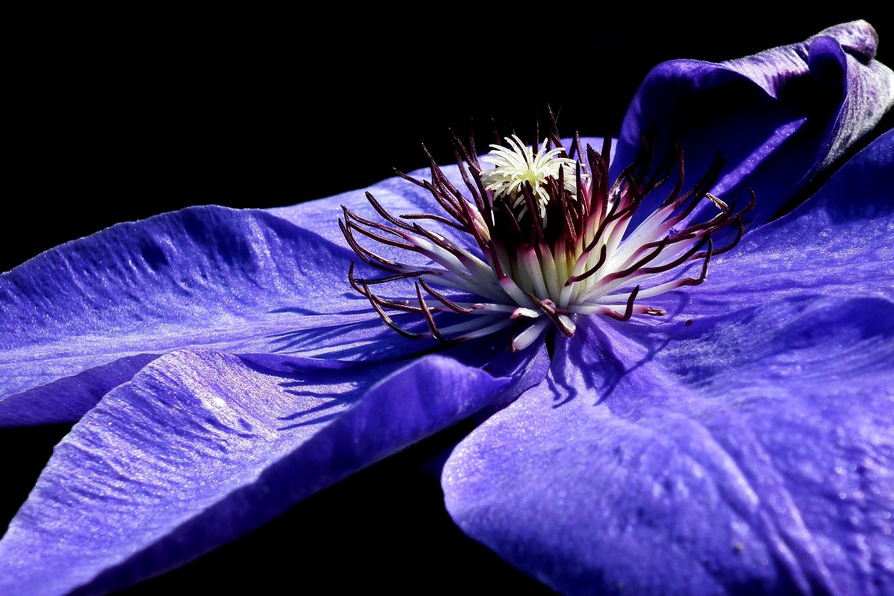 Flor Clemátide Jardín - Foto gratis en Pixabay - Pixabay