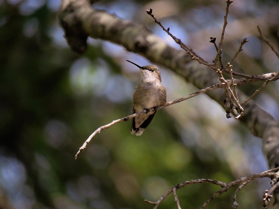 Humming Bird Tree Wildlife - Free photo on Pixabay - Pixabay