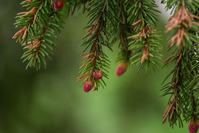 Die Natur Fichte Bäume - Kostenloses Foto auf Pixabay - Pixabay