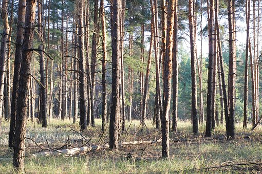 Mais de 20 imagens grátis de Bosque Pino e Natureza - Pixabay