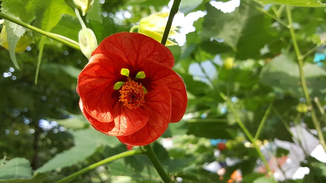 Bunga Merah - Foto gratis di Pixabay - Pixabay