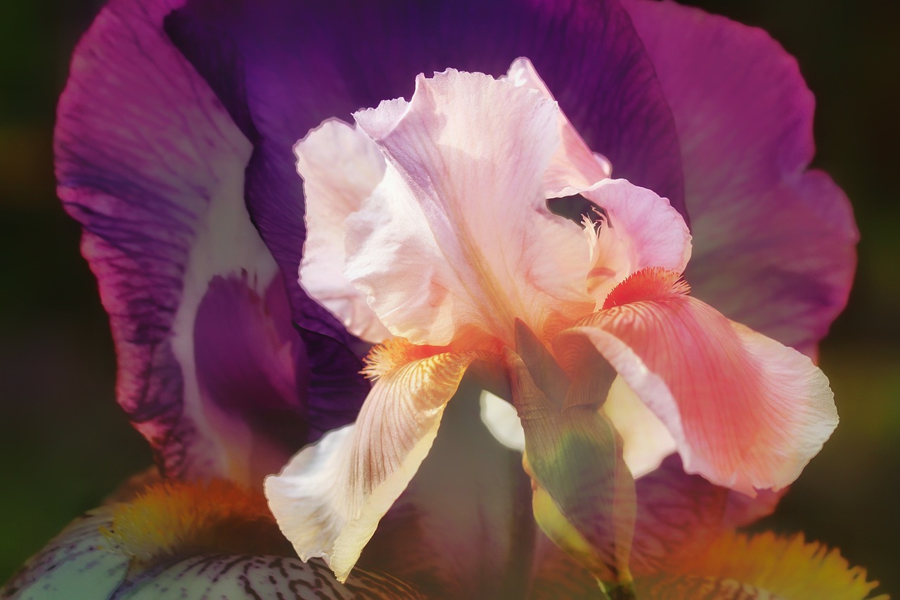 Sword Lily Family Iris - Free photo on Pixabay