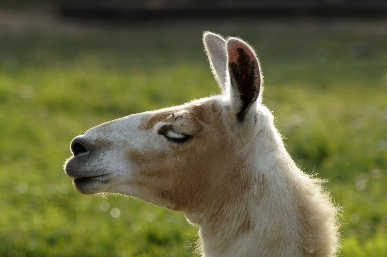 Lama Cabeza De - Foto gratis en Pixabay - Pixabay
