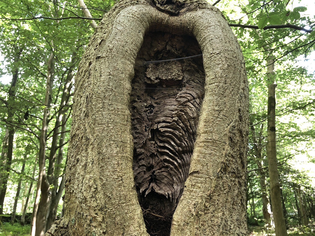 Arbre Des Arbres Aboyer - Photo gratuite sur Pixabay - Pixabay