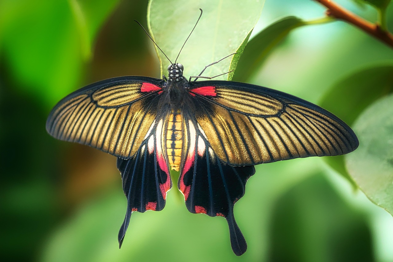 Butterfly Close Up Insect - Free photo on Pixabay