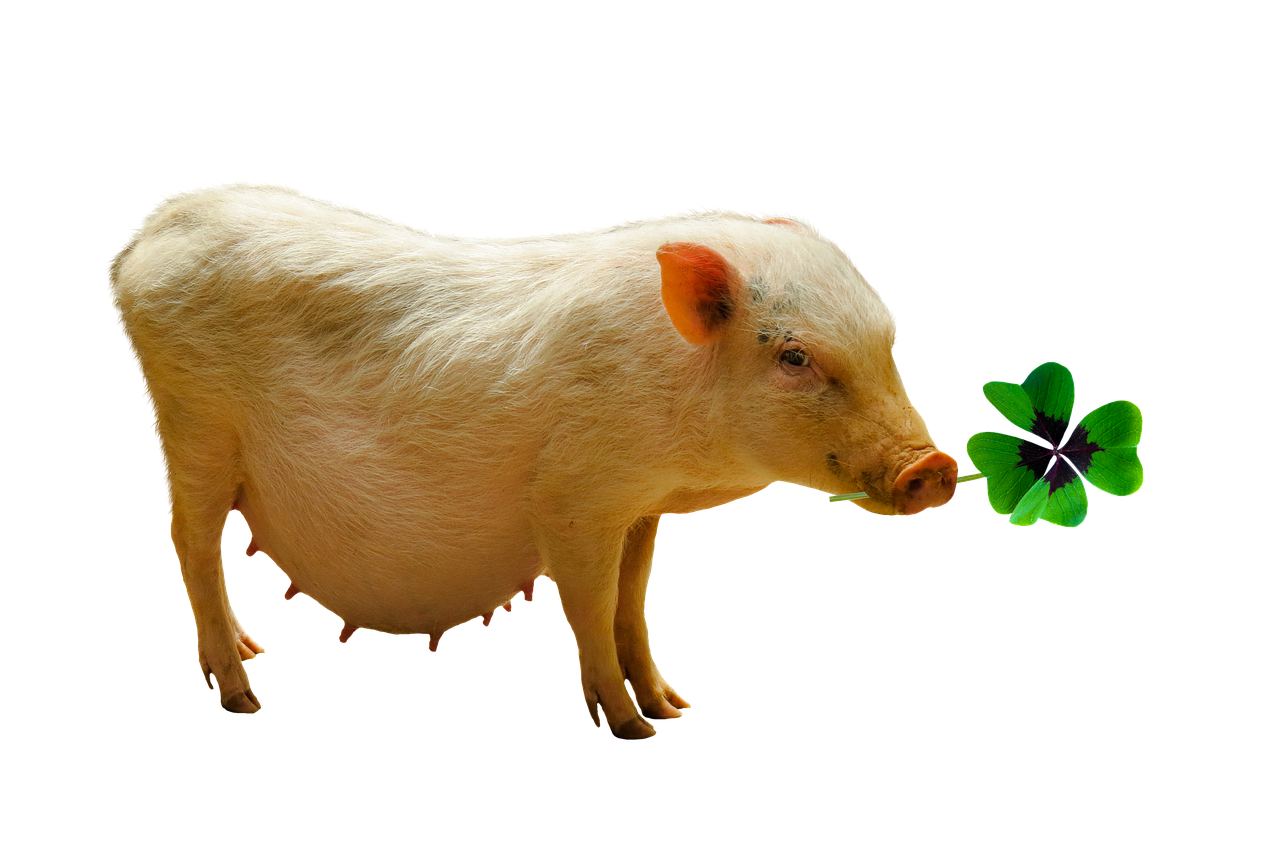 Emotionen Glück Schwein - Kostenloses Foto auf Pixabay