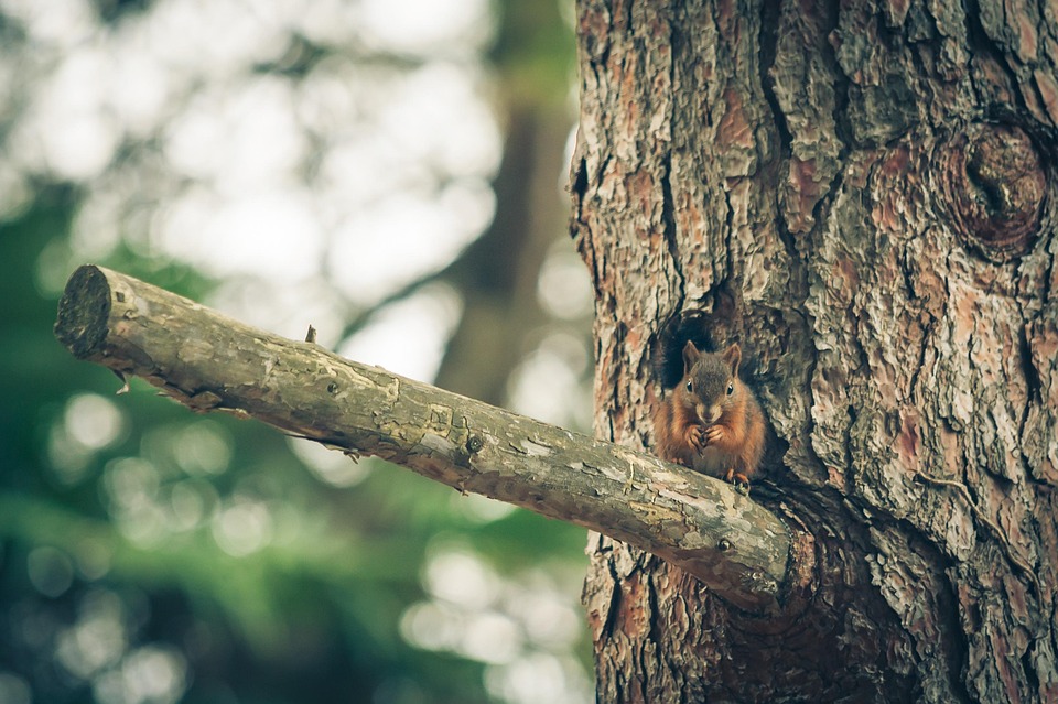 Squirrel Nature Forest - Free photo on Pixabay