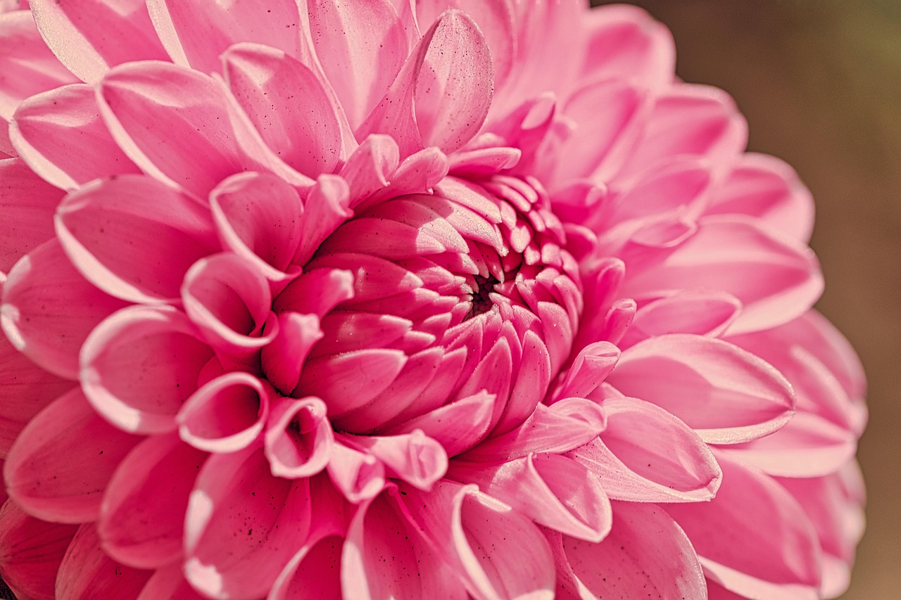 Dahlia Rose Fleur - Photo gratuite sur Pixabay - Pixabay