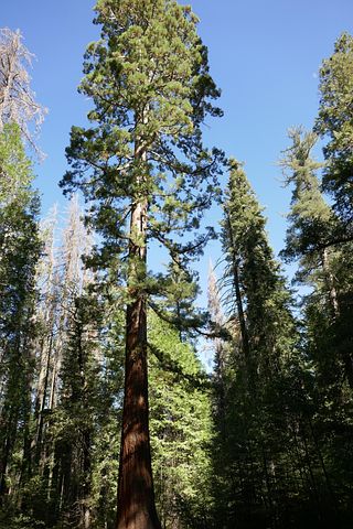 100+ Free Sequoia & Nature Photos - Pixabay