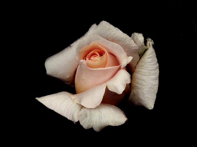 Bloem Rose Schoonheid - Gratis foto op Pixabay - Pixabay