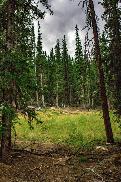 Natur Wald Landschaft - Kostenloses Foto auf Pixabay