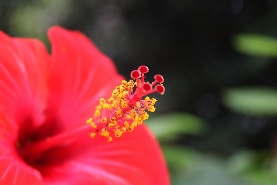 Hibiscus Kukka Kukinta - Ilmainen valokuva Pixabayssa - Pixabay