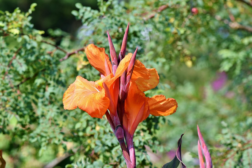 Indian Flower Tube Blossom Bloom - Free photo on Pixabay - Pixabay