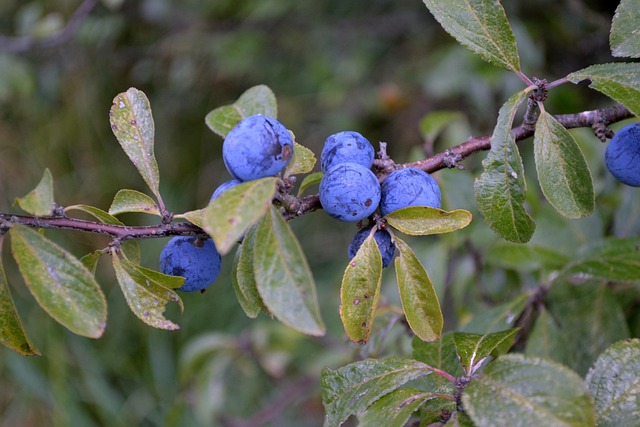 Berries Plants Fruit - Free photo on Pixabay