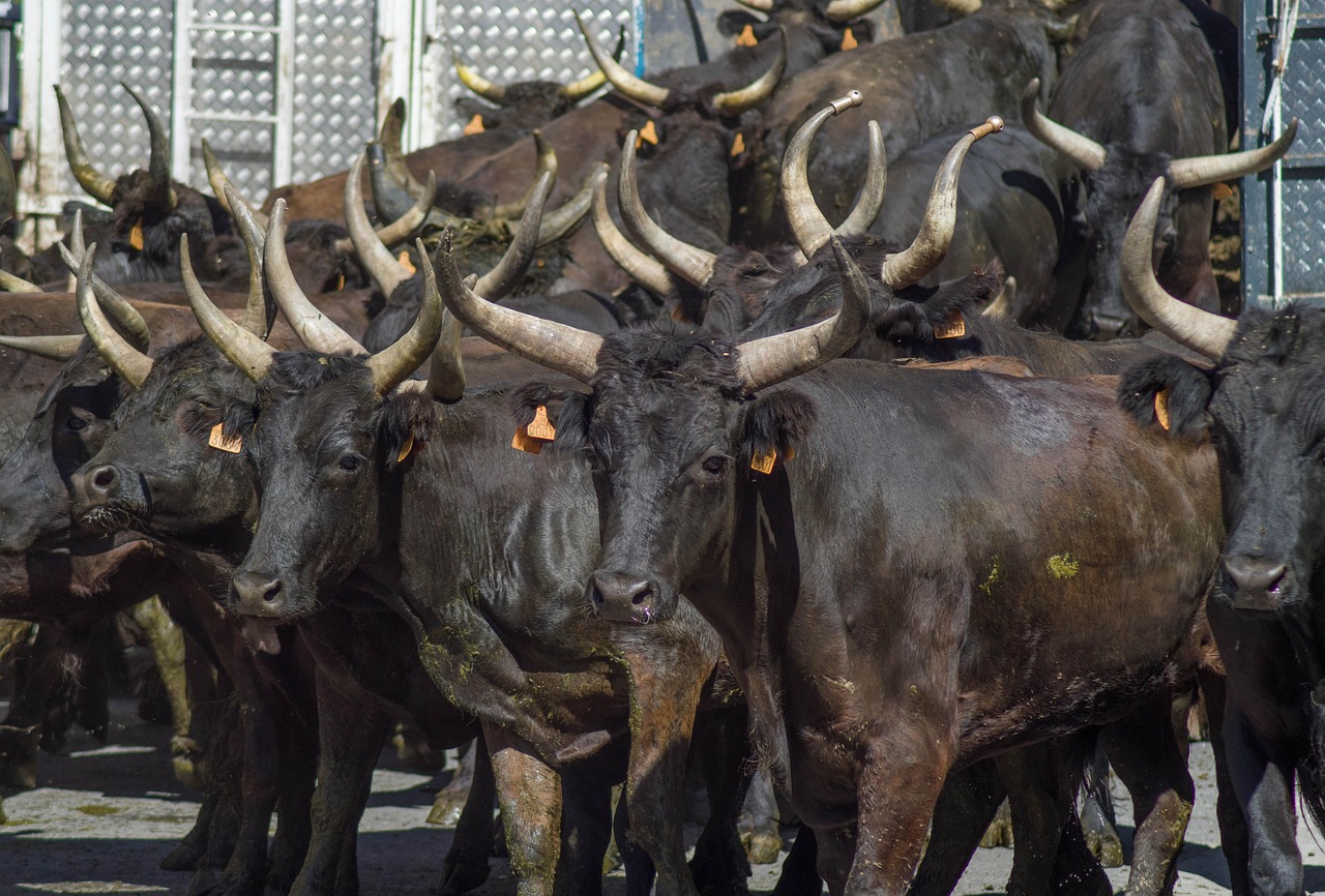 Más de 2 000 fotos de Toros y Naturaleza gratis - Pixabay