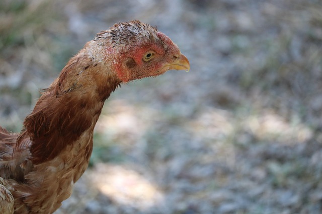 Ayam Anak - Foto gratis di Pixabay - Pixabay