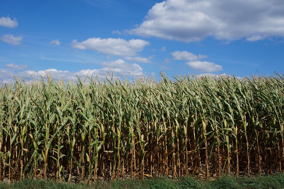Corn Landscape Agriculture - Free photo on Pixabay - Pixabay