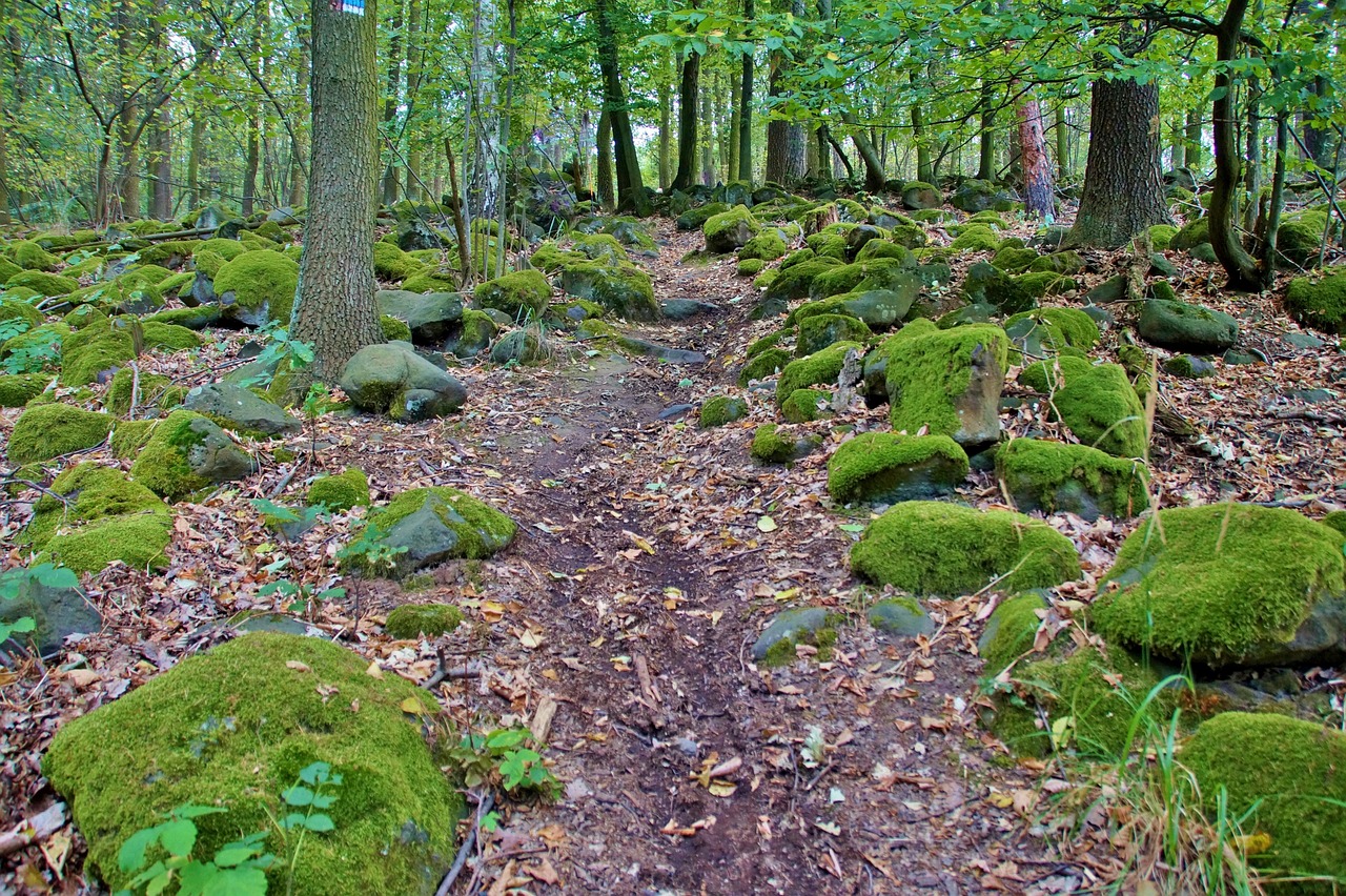 Más de 100 imágenes gratis de Bosque Frondoso y Bosque - Pixabay