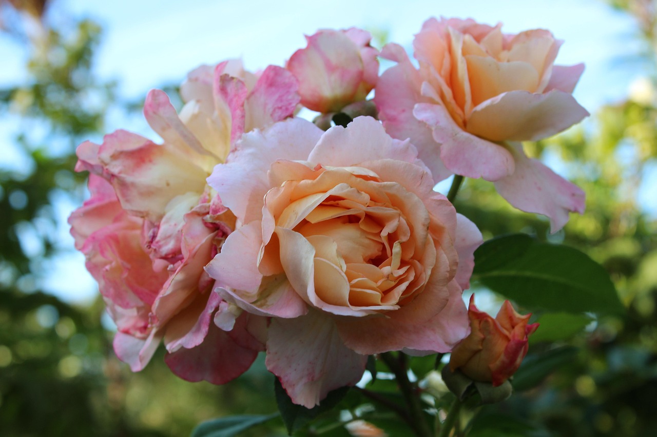 Des Roses Nobles Rose - Photo gratuite sur Pixabay - Pixabay