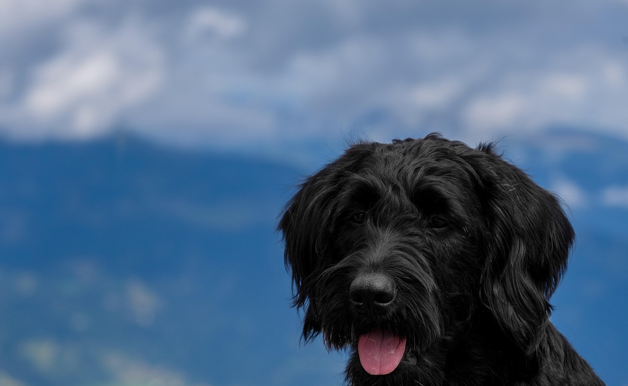 Perro Animal Domestico Labradoodle - Foto gratis en Pixabay - Pixabay