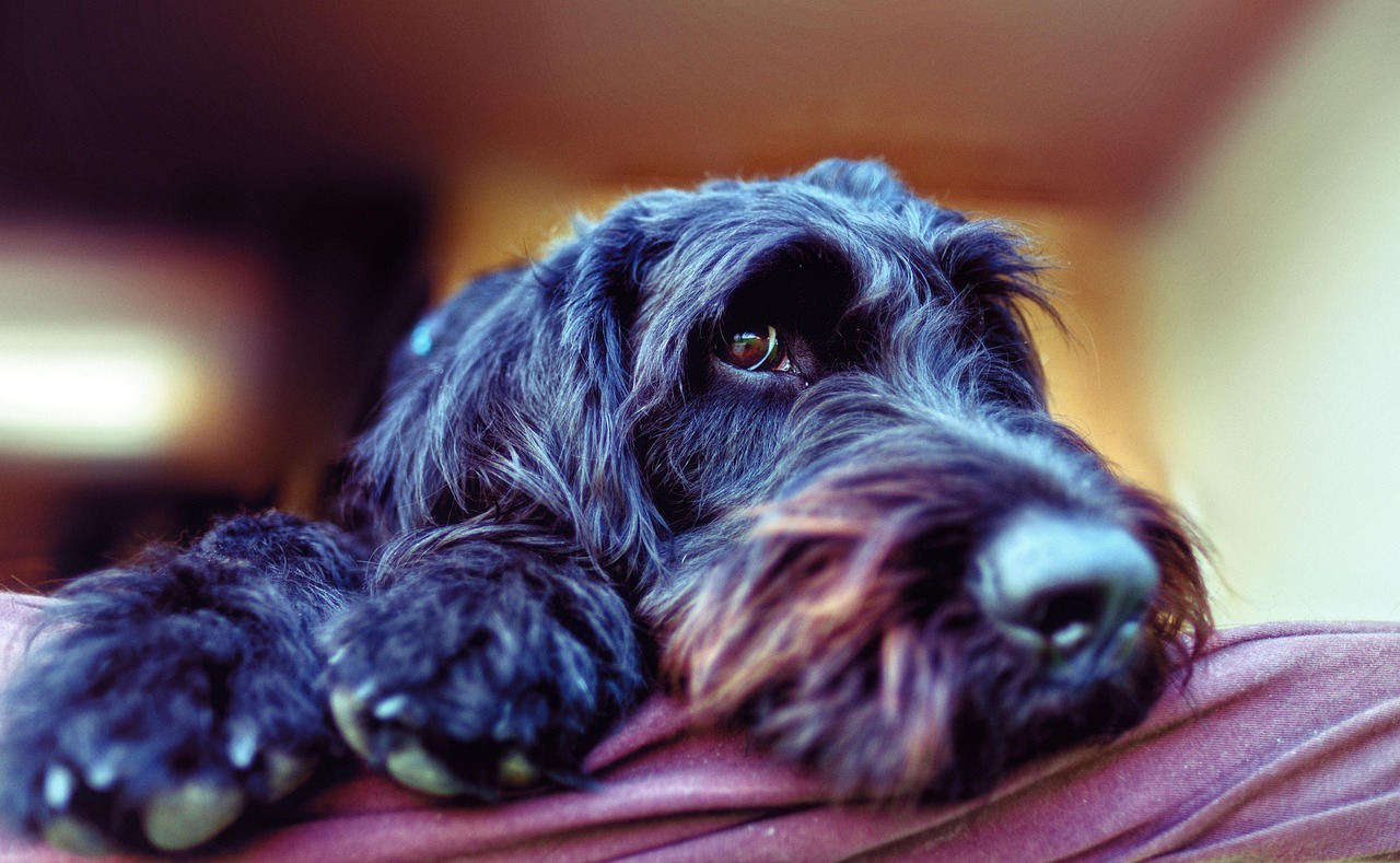 Más de 50 000 imágenes gratis de Perro Schnauzer y Perro - Pixabay