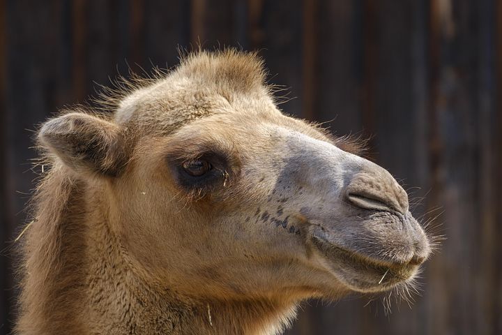 200+ Free Dromedary & Camel Images - Pixabay