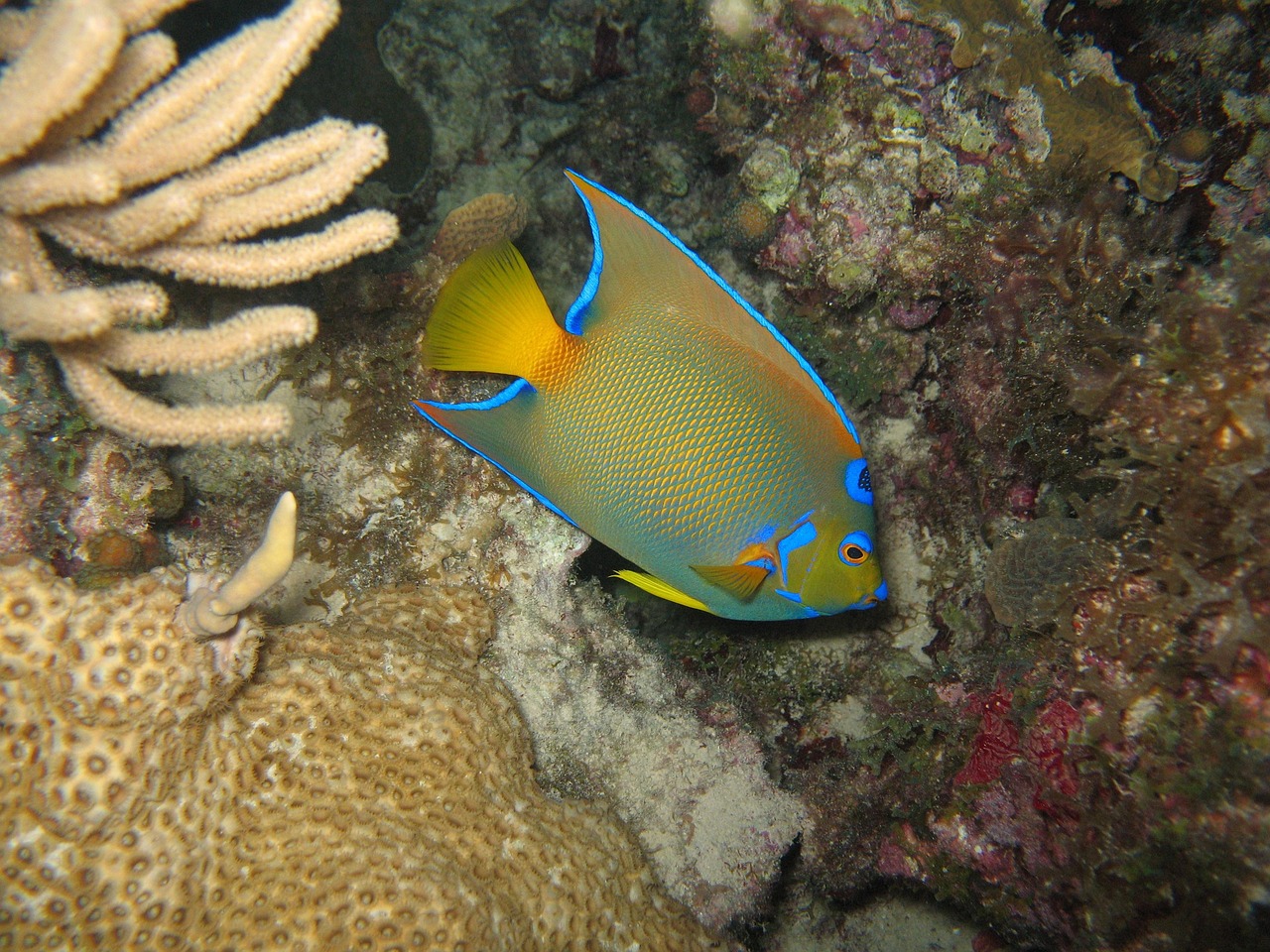 90+ Free Angel Fish & Angel Images - Pixabay