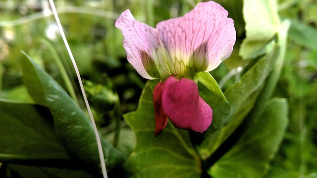 Flower Pea Flowers - Free photo on Pixabay - Pixabay