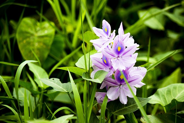Bunga Hijau Ungu - Foto gratis di Pixabay - Pixabay