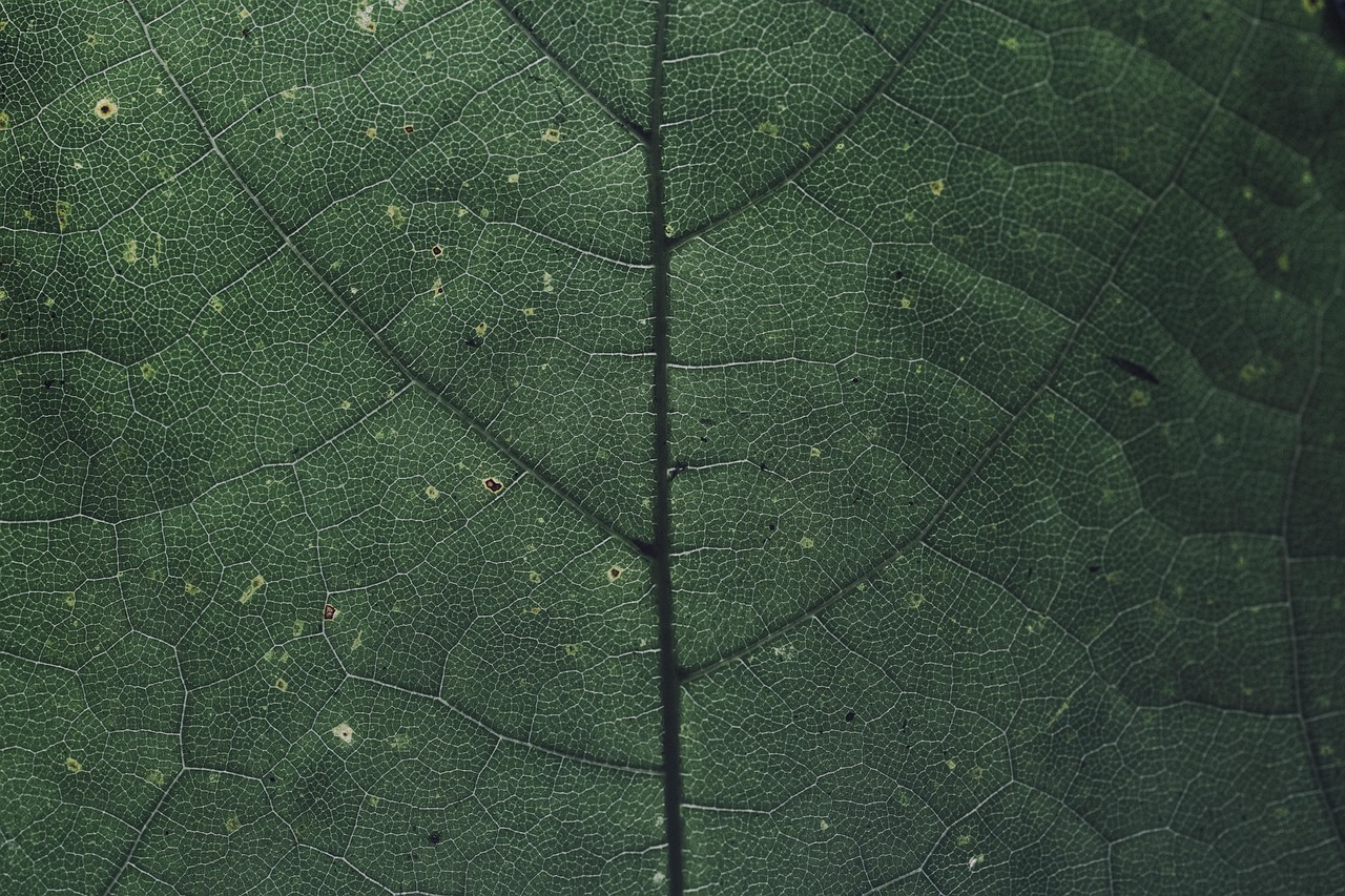 200+ Free Chlorophyll & Nature Images - Pixabay