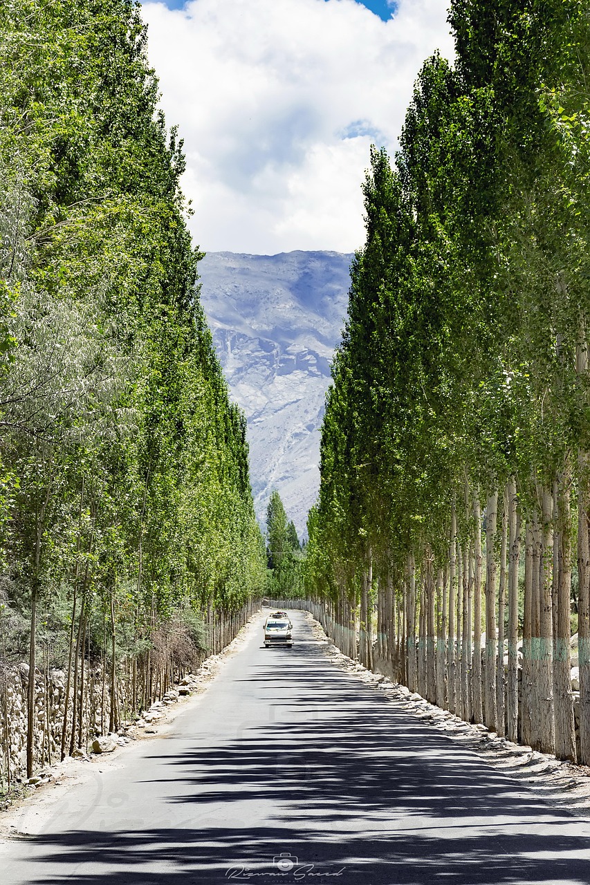 Tree Avenue Beauty - Free photo on Pixabay